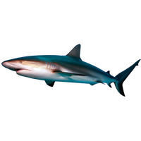 Download Shark Free PNG photo images and clipart | FreePNGimg