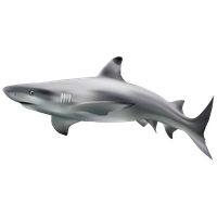 Download Shark Free PNG photo images and clipart | FreePNGimg