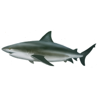 Download Shark Free PNG photo images and clipart | FreePNGimg