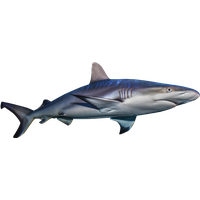 Real Shark Aquatic Free Transparent Image HD Transparent HQ PNG ...
