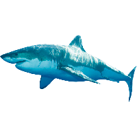 Real Shark Aquatic Free Transparent Image HD Transparent HQ PNG ...