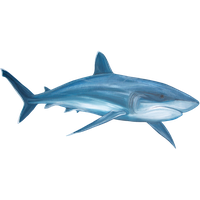 Download Real Shark Download Free Image HQ PNG Image | FreePNGImg