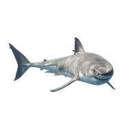 Download Shark Free PNG photo images and clipart | FreePNGimg