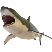 Real Wildlife Shark Free Download PNG HD Transparent HQ PNG Download ...