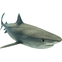 Real Wildlife Shark Free Download PNG HD Transparent HQ PNG Download ...