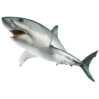 Real Wildlife Shark Free Download PNG HD Transparent HQ PNG Download ...
