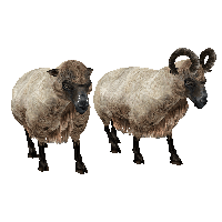 Download Sheep Free PNG photo images and clipart | FreePNGimg