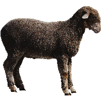 Sheep Png Image Transparent HQ PNG Download | FreePNGimg