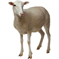 Download Sheep Free PNG photo images and clipart | FreePNGimg