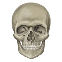 Skeleton Head Png Hd Transparent HQ PNG Download | FreePNGimg