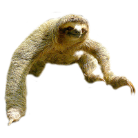 Download Sloth Free PNG photo images and clipart | FreePNGimg