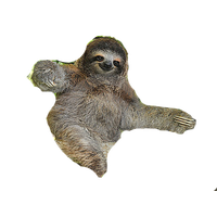 Sloth Png Image Transparent HQ PNG Download | FreePNGimg