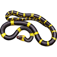Download Snake Free PNG photo images and clipart | FreePNGimg