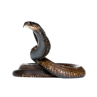 Download Snake Free PNG photo images and clipart | FreePNGimg