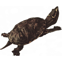 Download Snapping Turtle Png Image HQ PNG Image | FreePNGImg