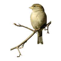 Download Sparrow Free PNG photo images and clipart | FreePNGimg