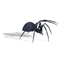 Spider Png Image Transparent HQ PNG Download | FreePNGimg