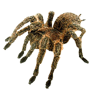 Spider Png Image Transparent HQ PNG Download | FreePNGimg