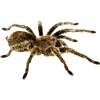 Cute Spider Transparent Background Transparent HQ PNG Download | FreePNGImg