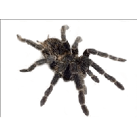 Download Spider Transparent HQ PNG Image | FreePNGImg
