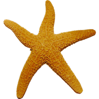 Starfish Picture Transparent HQ PNG Download | FreePNGimg
