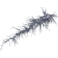 Rain Tree Art Wind Storm Free Frame Transparent HQ PNG Download ...