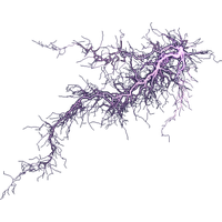 Rain Tree Art Wind Storm Free Frame Transparent HQ PNG Download ...