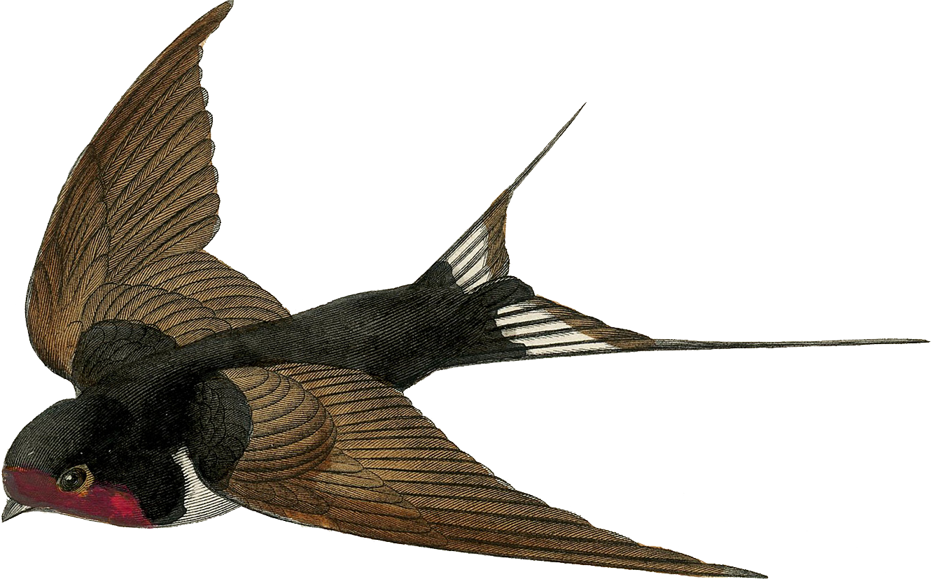 Swallow Transparent HQ PNG Download | FreePNGimg