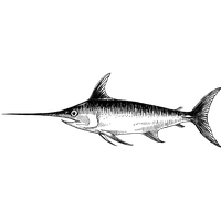 Swordfish Transparent HQ PNG Download | FreePNGimg