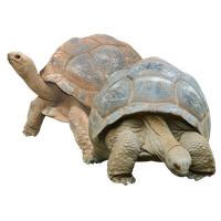 Tortoise Png Transparent HQ PNG Download | FreePNGImg