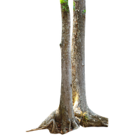 Download Tree Free PNG photo images and clipart | FreePNGimg