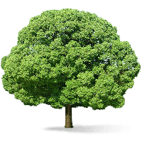 Download Tree Free PNG photo images and clipart | FreePNGimg