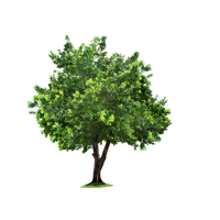 Download Nature Free PNG photo images and clipart - Page 17 | FreePNGimg