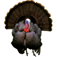 Flying Turkey Png