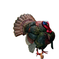Turkey Transparent Image Transparent HQ PNG Download | FreePNGImg