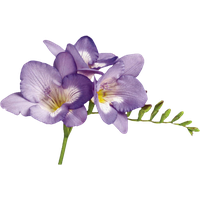 Violet Transparent Background Transparent HQ PNG Download | FreePNGImg