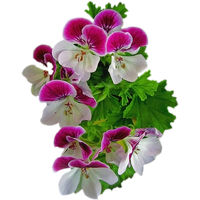 Violet Transparent Transparent HQ PNG Download | FreePNGImg