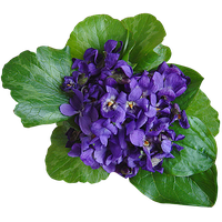 Violet Transparent Background Transparent HQ PNG Download | FreePNGImg