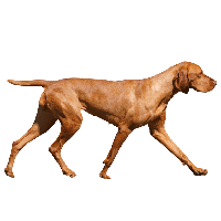 Vizsla dog Transparent HQ PNG Download | FreePNGimg