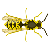 Wasp Transparent HQ PNG Download | FreePNGimg