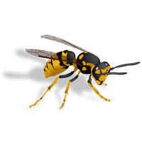 Wasp Transparent HQ PNG Download | FreePNGimg