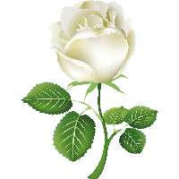 White Rose Transparent HQ PNG Download | FreePNGImg