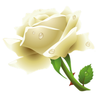 Single White Rose Transparent HQ PNG Download | FreePNGimg