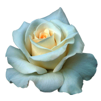 White Rose Transparent Transparent HQ PNG Download | FreePNGImg